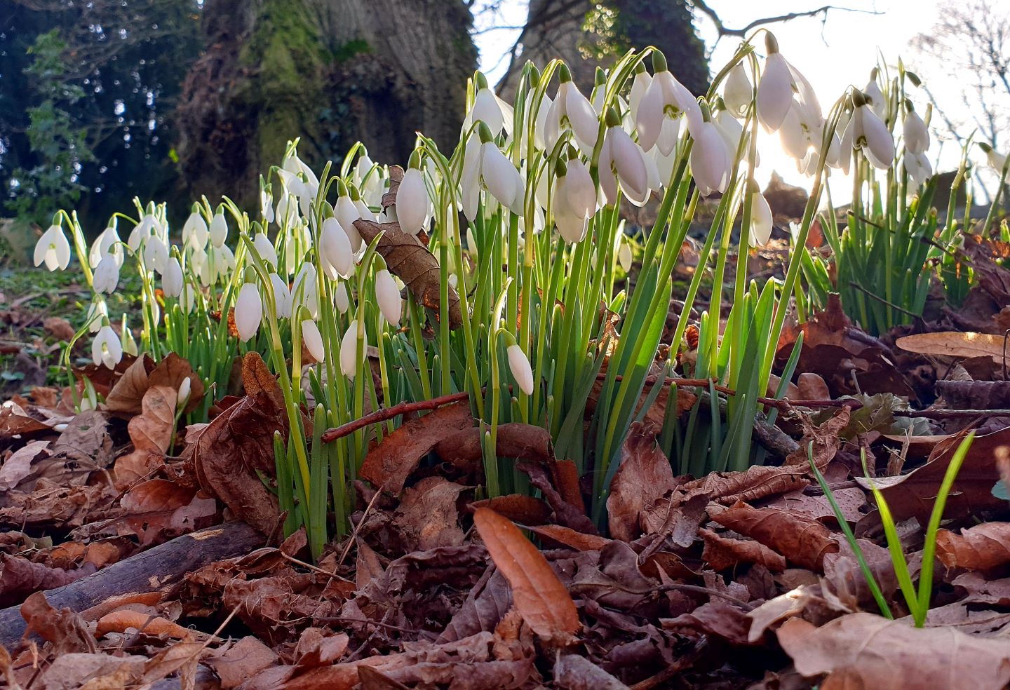 First signs of spring – The Nature Coach