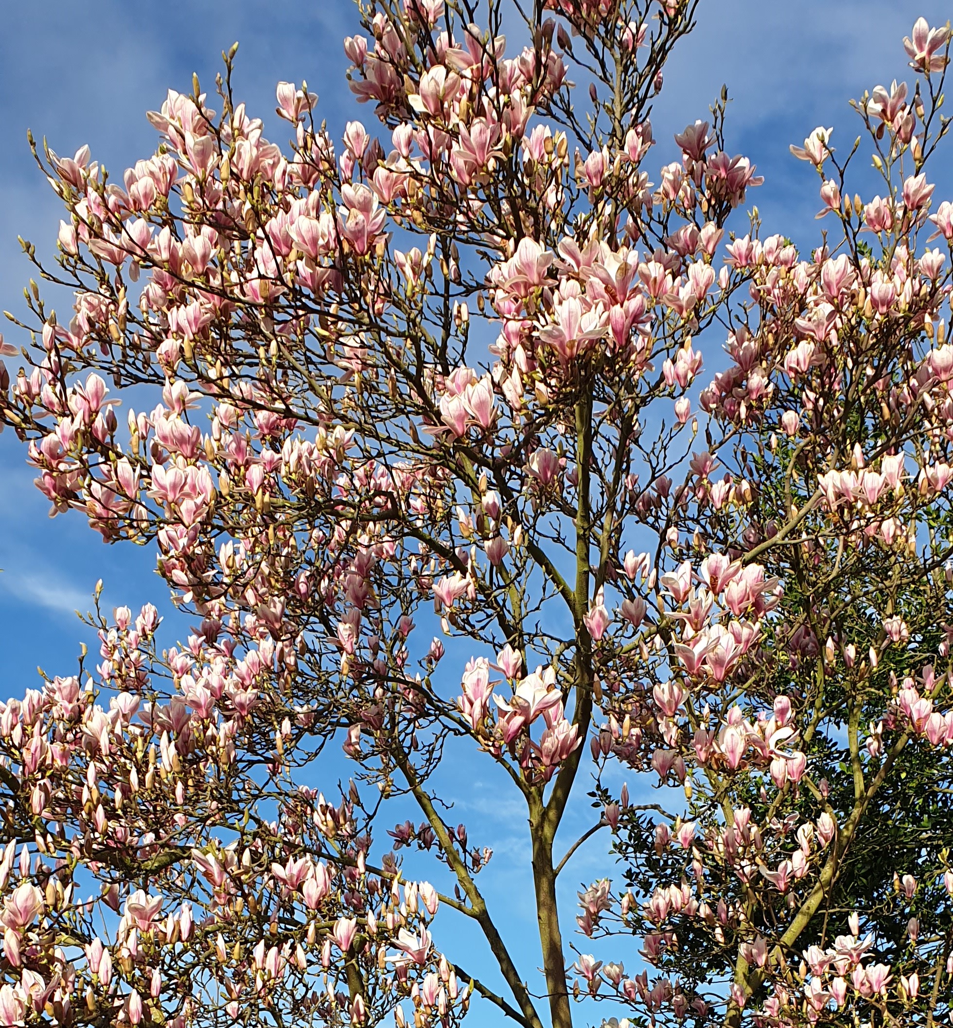 My Mornings Outside – The Nature Coach